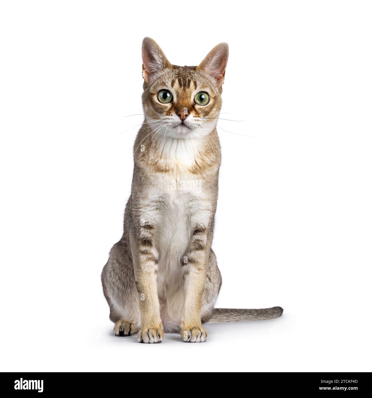 Cute curious Singapura cat, sitting up facing front. Looking towards ...