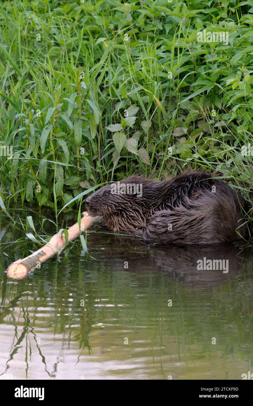 Wet eurasian beaver Castor fiber with food in the water, closeup ...