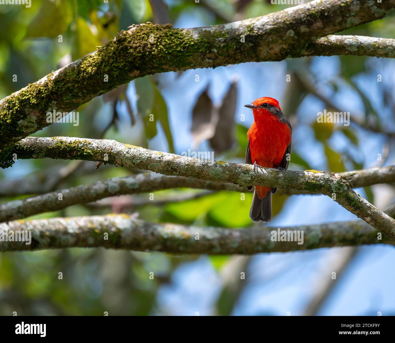 The vermilion flycatche bird resting on a branch Stock Photo - Alamy