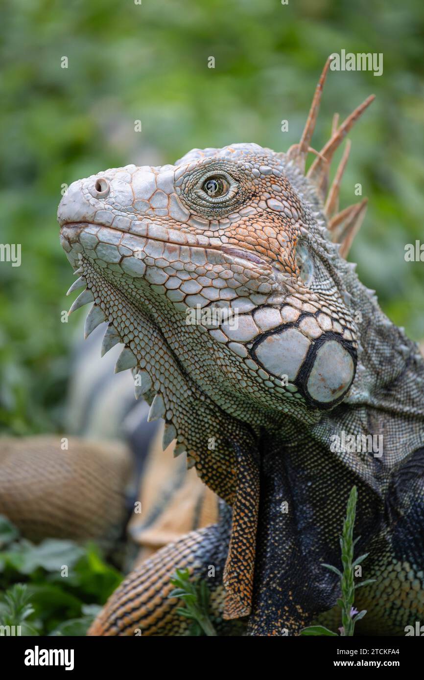 Portrait of an iguana , also known as the American iguana or the common ...