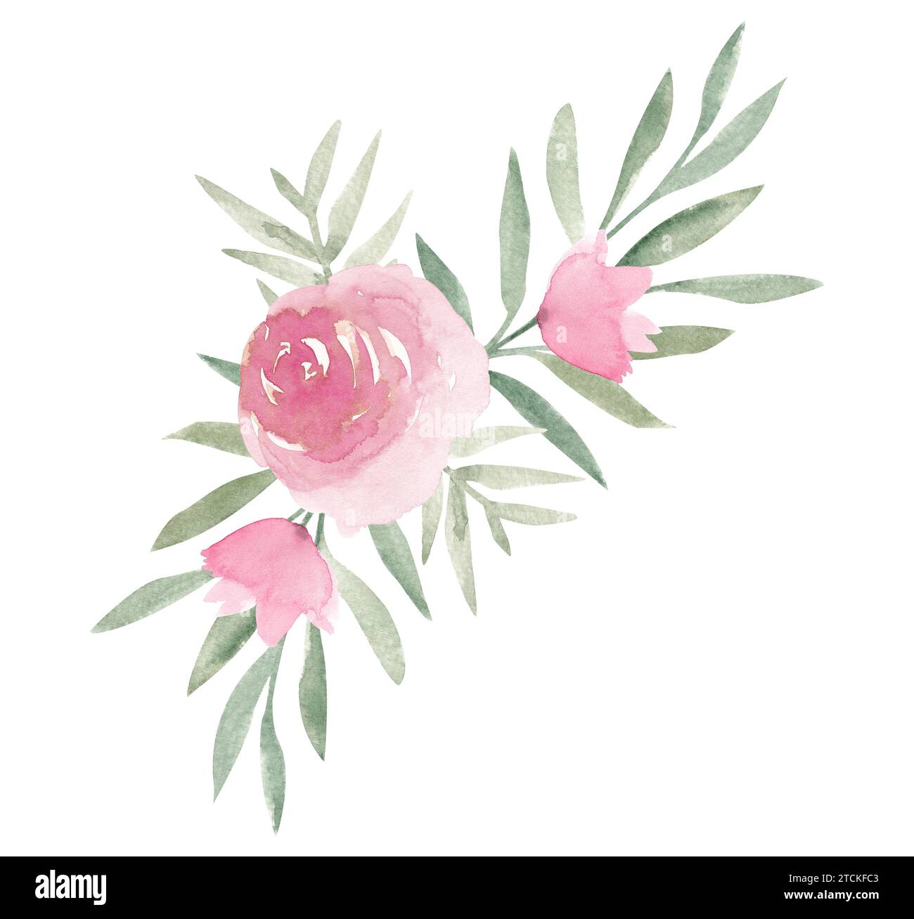 Dusty pink peony roses with green leaves bouquet arrangement isolated ...