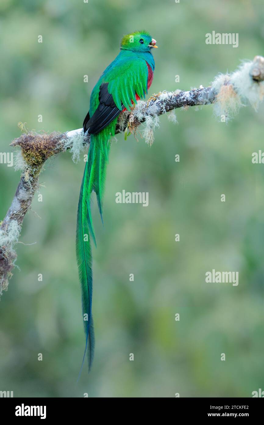 Resplendent birds hi-res stock photography and images - Alamy