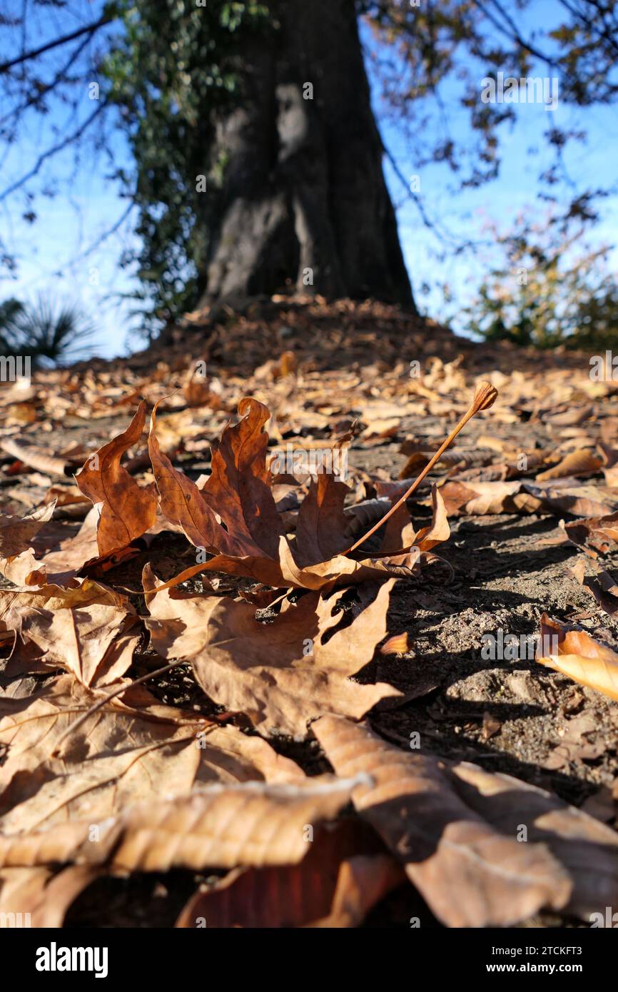 Color of fallen leaves hi-res stock photography and images - Alamy