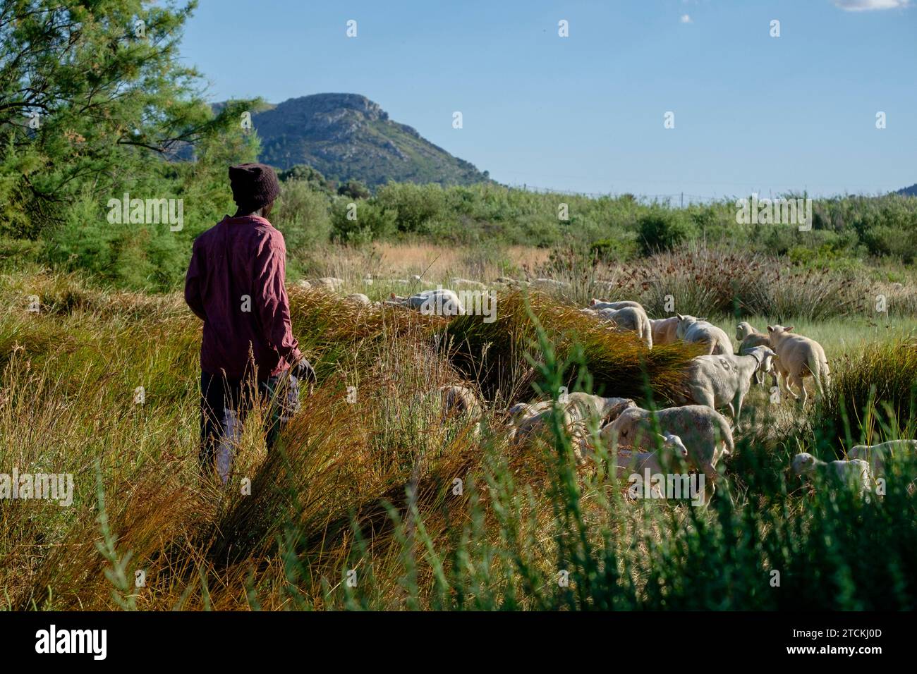 rebaño de ovejas pastando, Reserva natural de l'Albufereta, bahia de ...