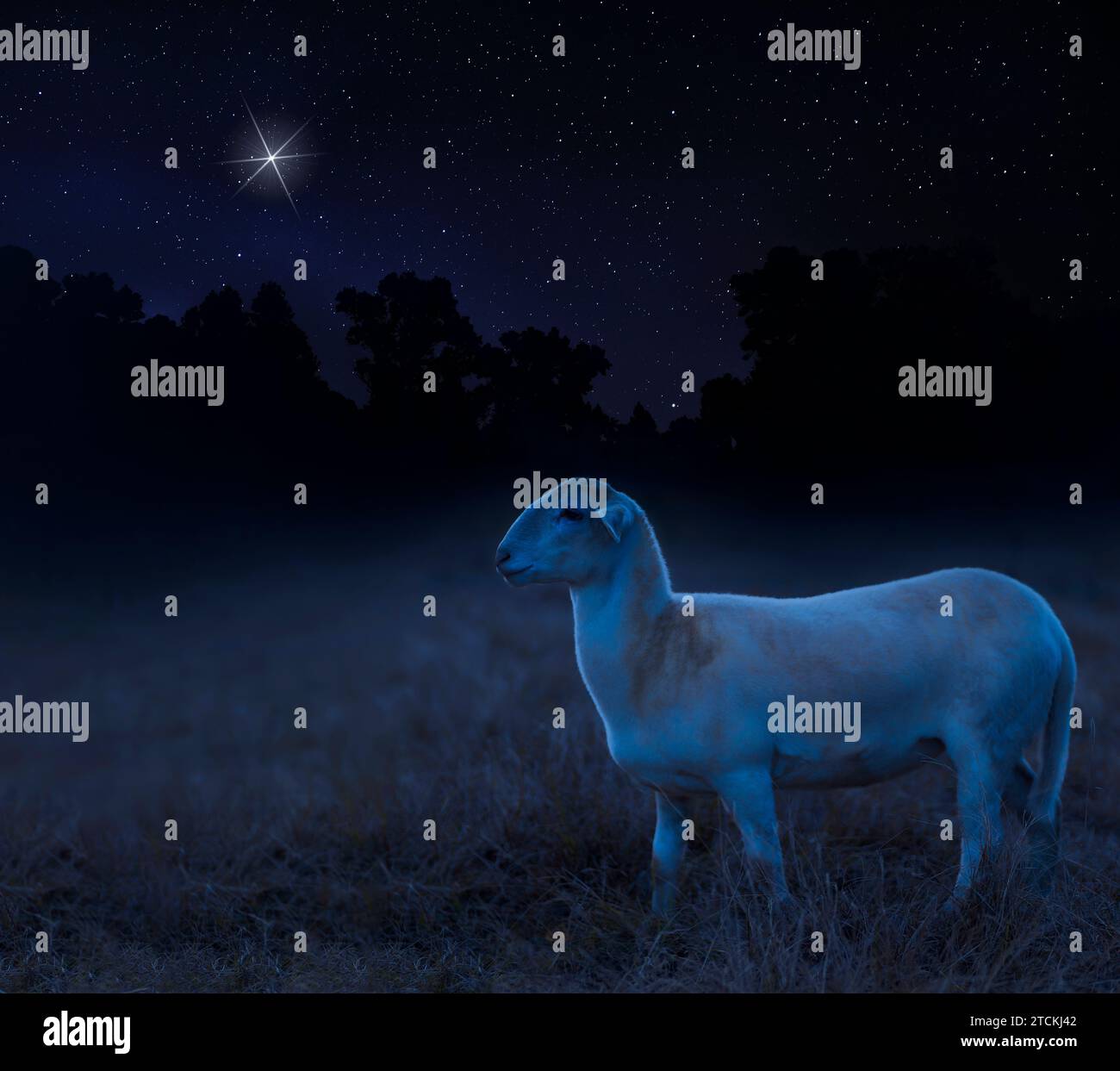 Christmas star and bright night sky silhouetting forest with a sheep ...