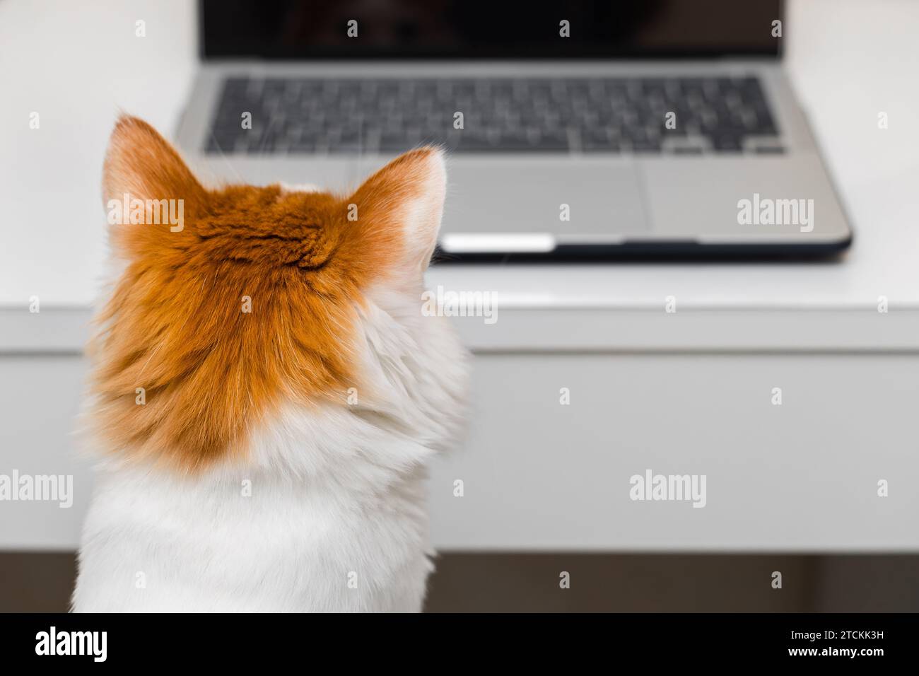 cat sitting in front of laptop screen. cat looking at laptop screen ...