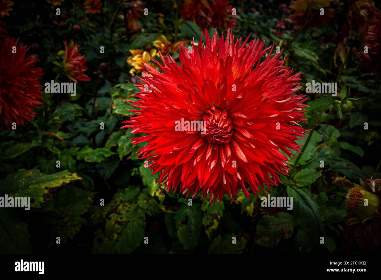 Beautiful dahlia flowers in red Stock Photo - Alamy