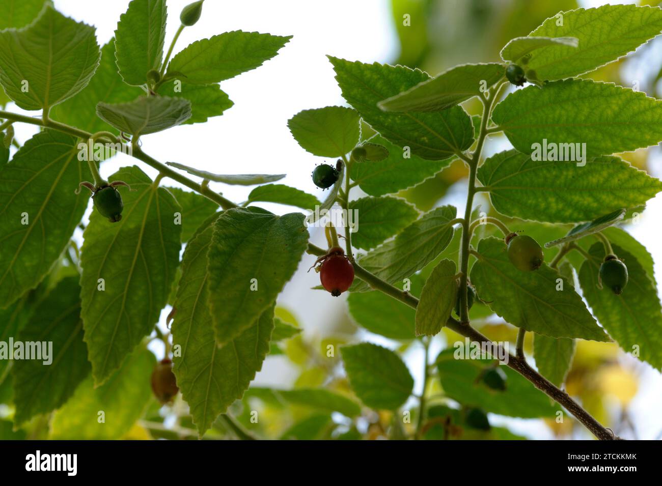 Calabura plant hi-res stock photography and images - Alamy