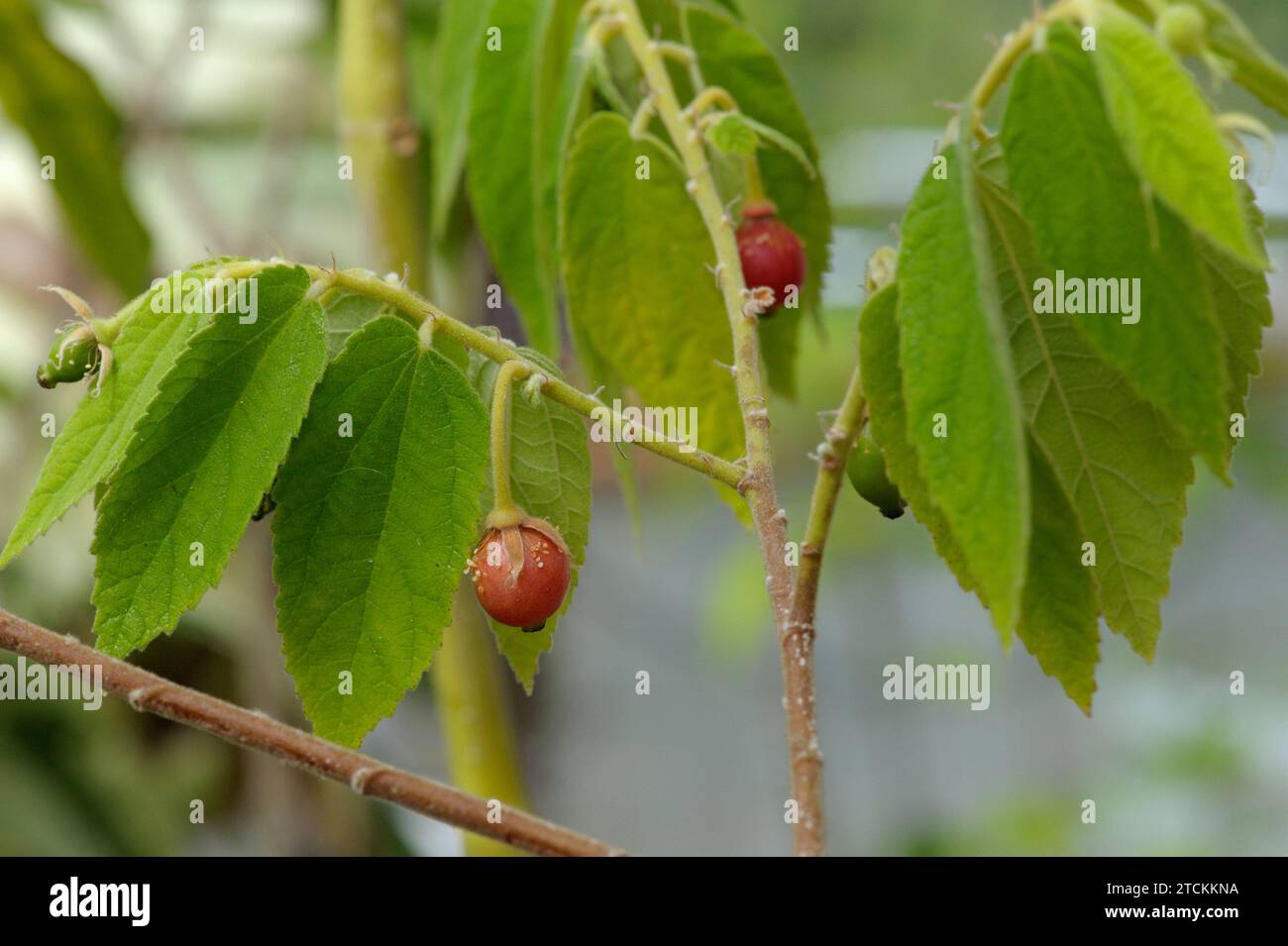 Calabura plant hi-res stock photography and images - Alamy