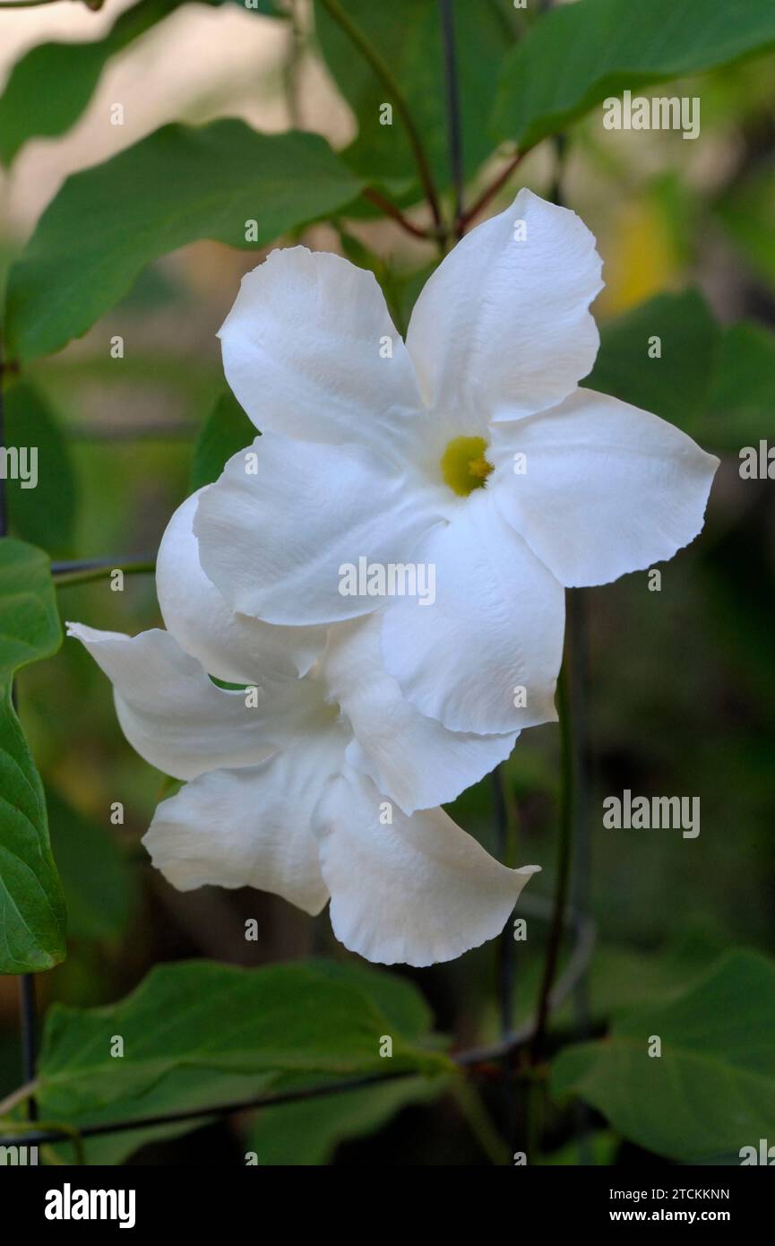 Mandevilla laxa flowers and leaves Stock Photo - Alamy