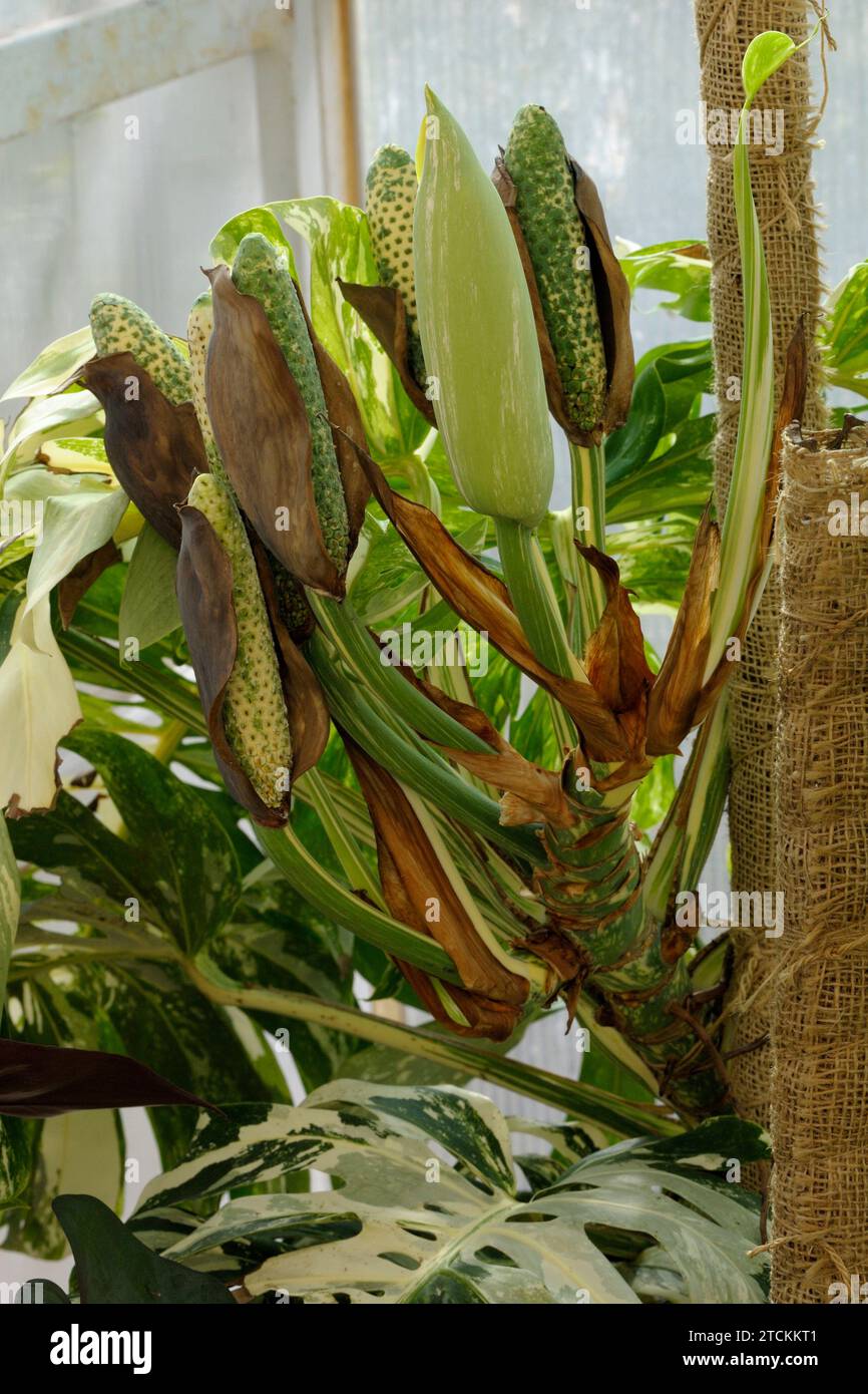 Monstera deliciosa 'Variegata' with flowers and fruits Stock Photo - Alamy