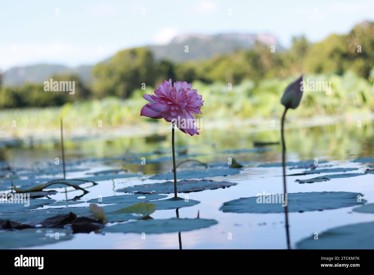 Lake in red lotus Stock Photo - Alamy