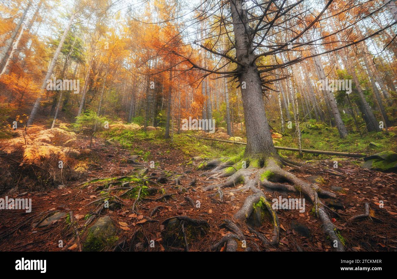 Big tree with long branches in the middle of a magical autumn forest. Beautiful landscape with ...