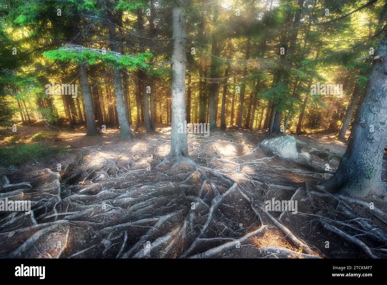 Magical autumn forest in the mountains on a sunny morning. Beautiful ...