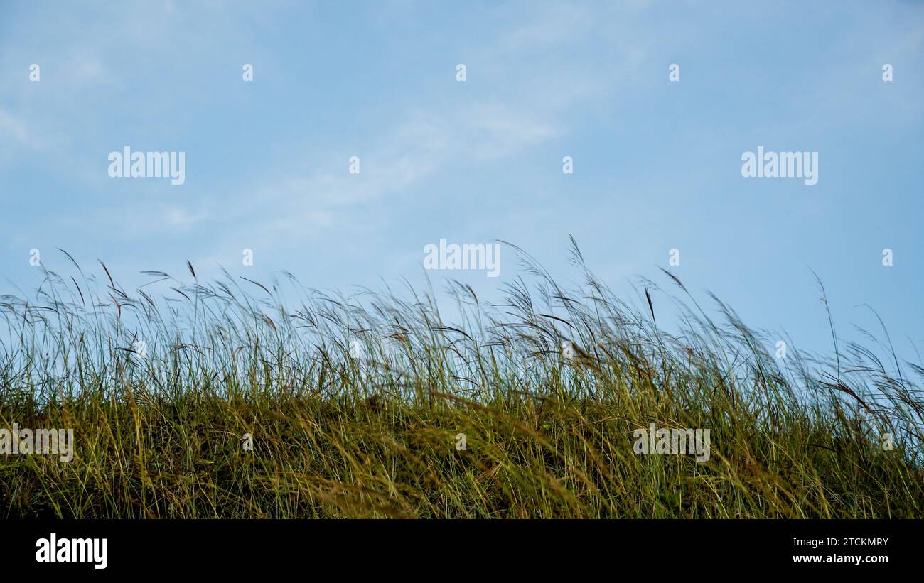 Tall dried grass hi-res stock photography and images - Alamy