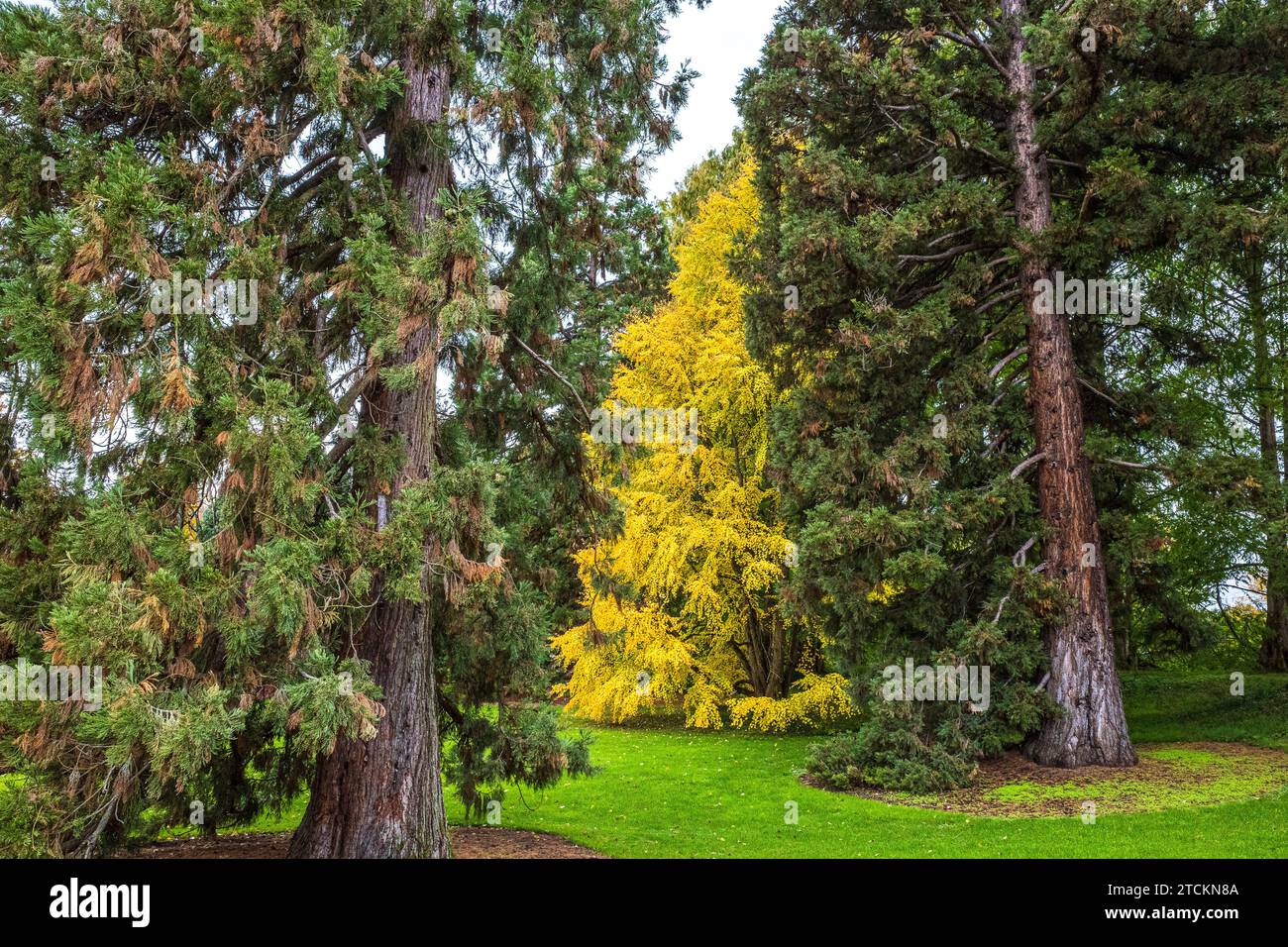 Landscape image of the forrest as seen on Mainau Island in Germany ...