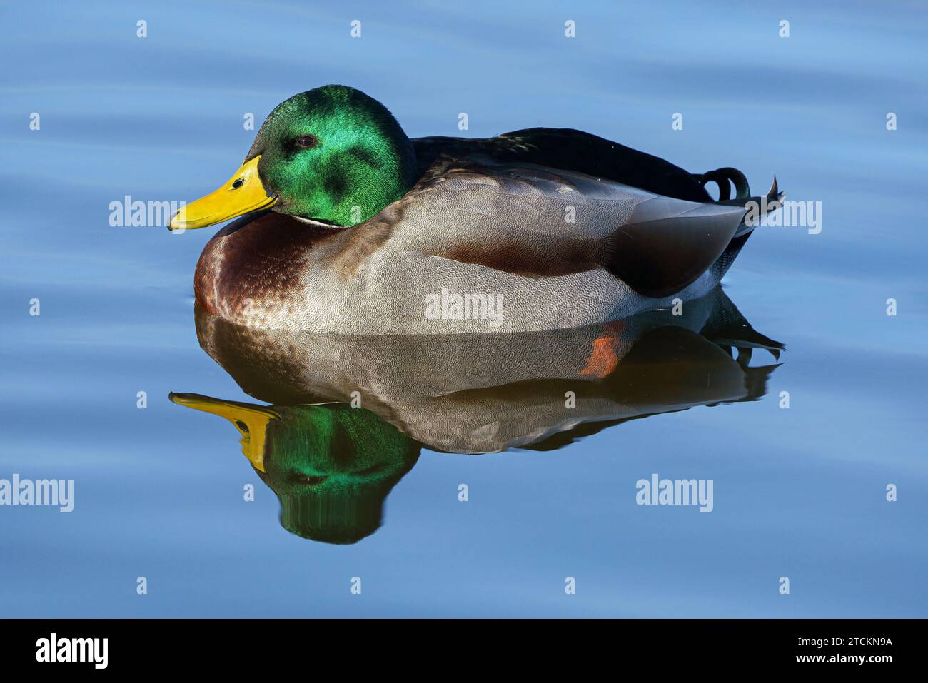 Resident duck species hi-res stock photography and images - Alamy