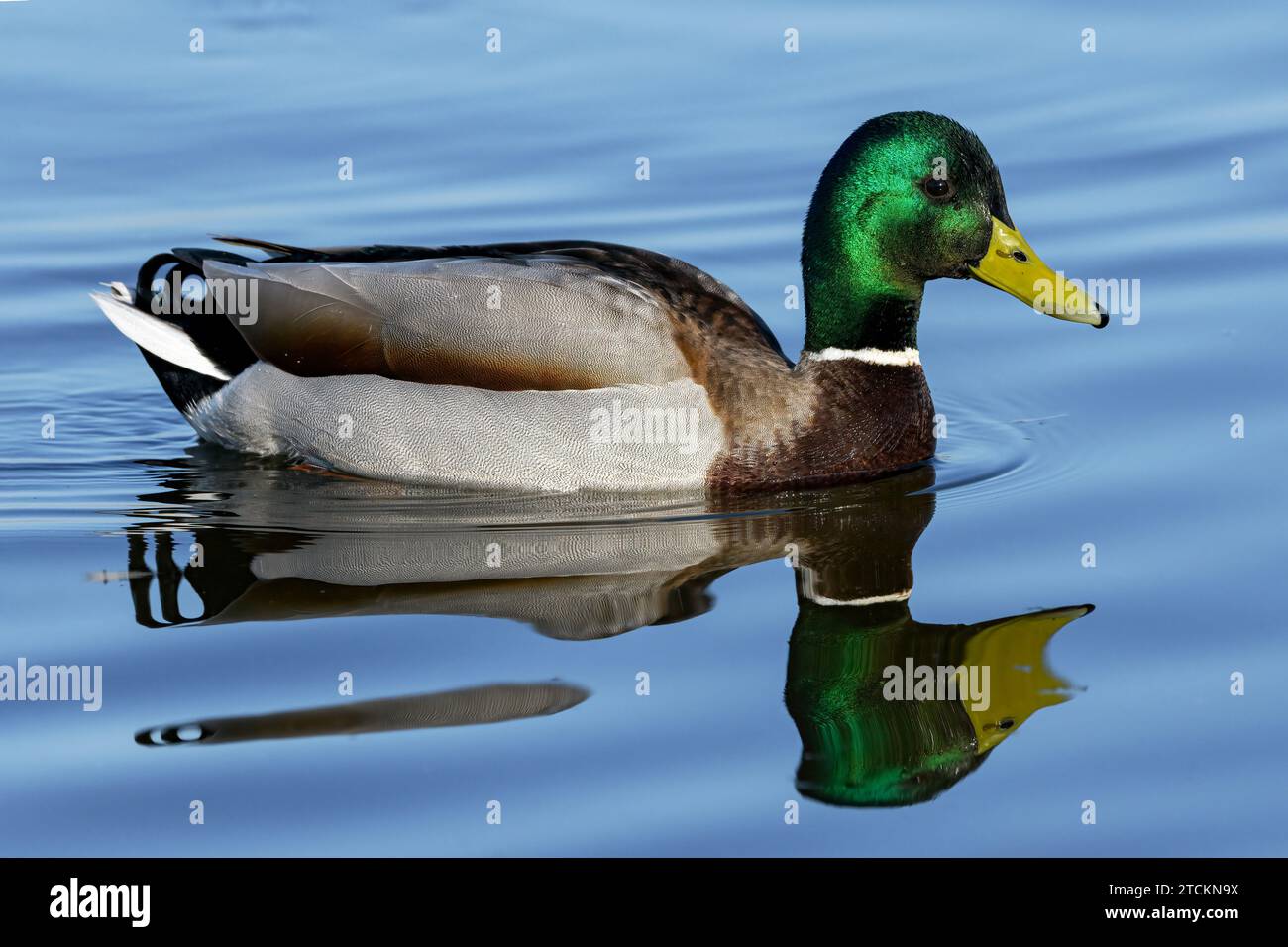 Mallard drake swimming hi-res stock photography and images - Alamy