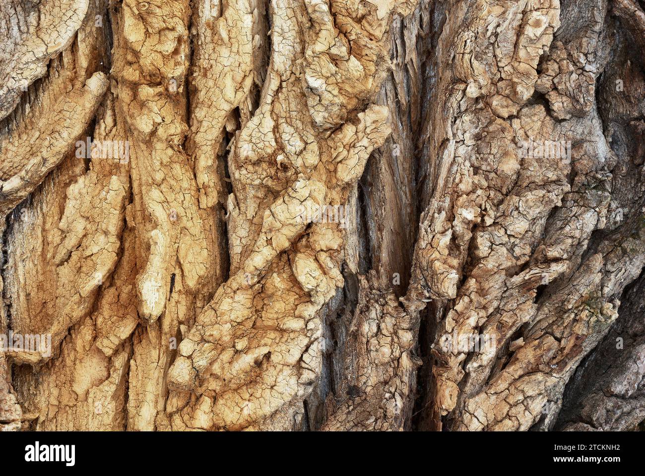 Old tree wood texture, Poplar, Populus. Cracked , detail, close up ...