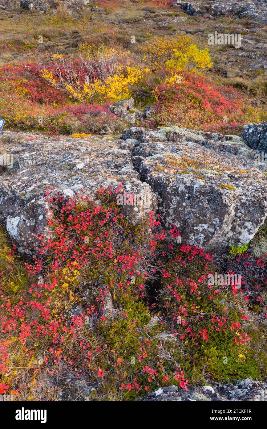 Iceland, Golden Circle, Thingvellir National Park in Autumn colours ...