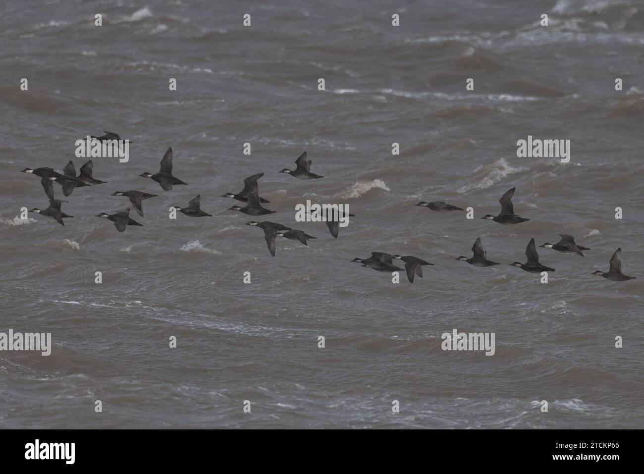 Common Scoter (Melanitta nigra) flock flying over sea Norfolk November ...