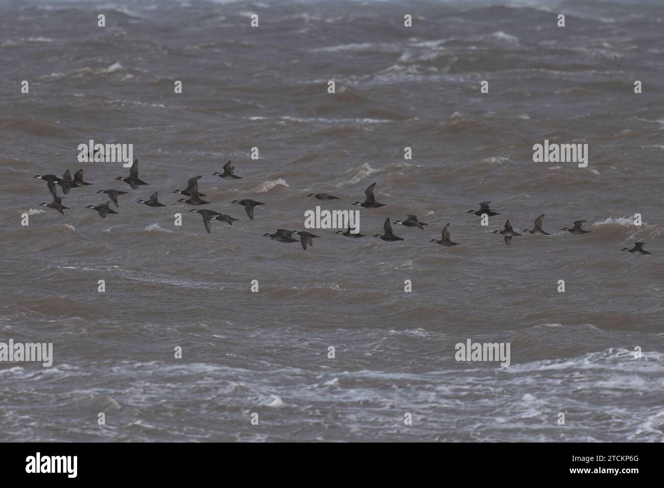 Common Scoter (Melanitta nigra) flock flying over sea Norfolk November ...
