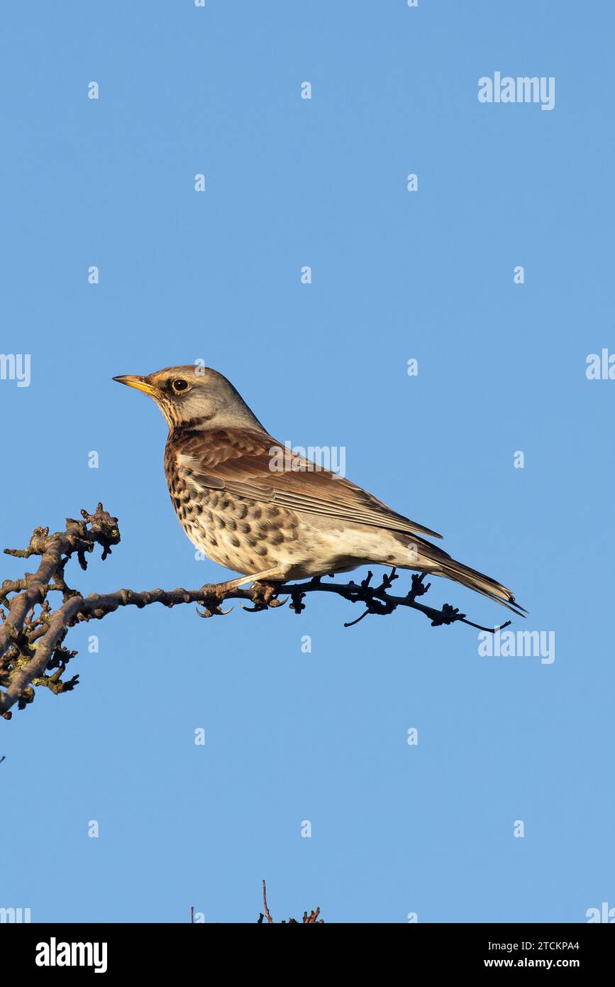 Fieldfare (Turdus pilaris) Norfolk November 2023 Stock Photo - Alamy