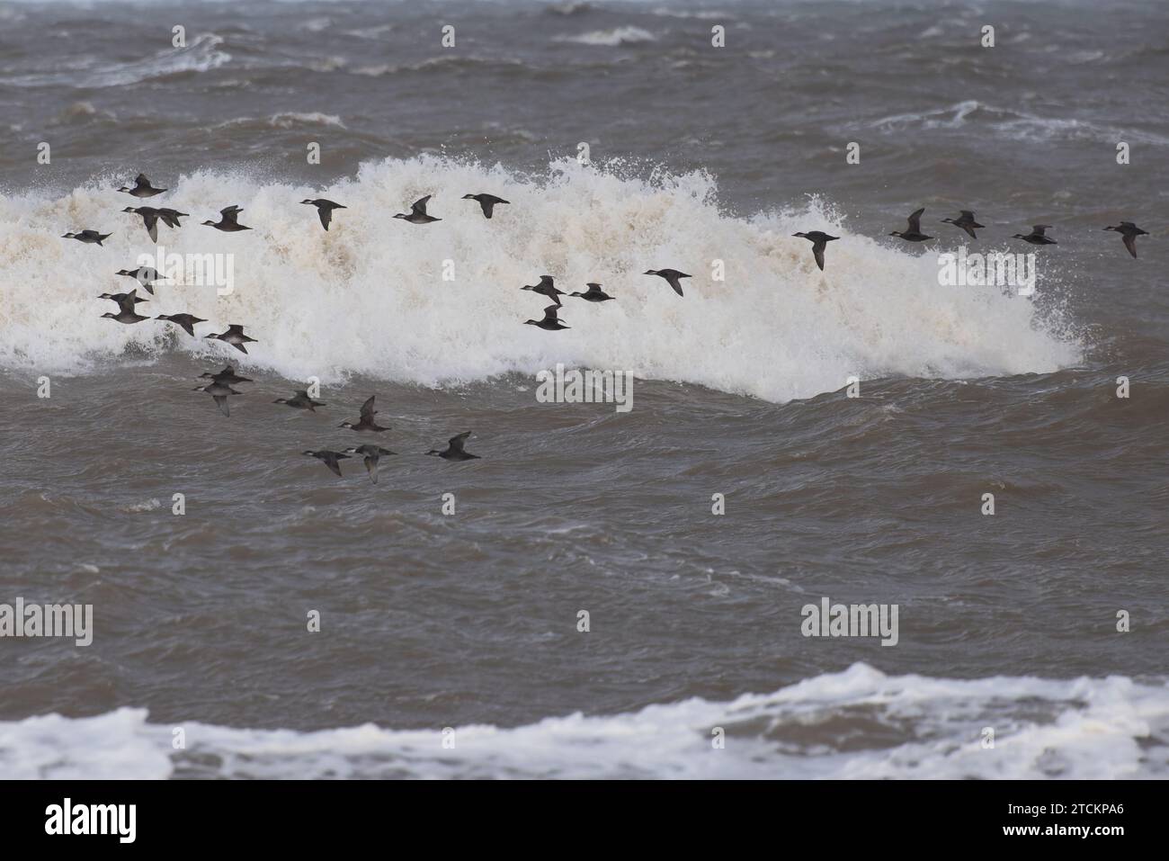 Common Scoter (Melanitta nigra) flock flying over sea Norfolk November ...