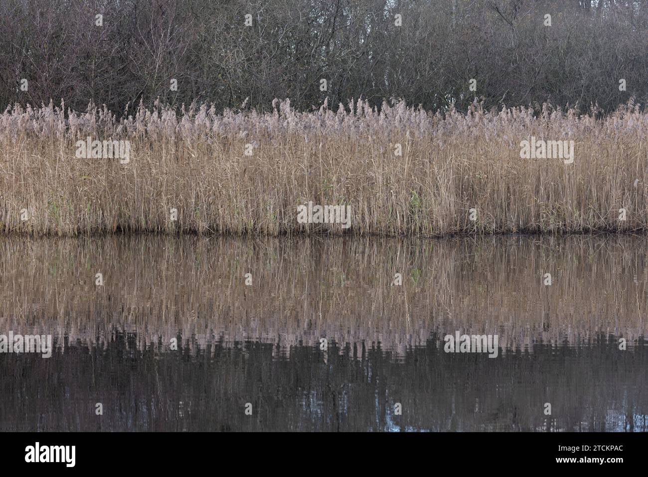 Common Reed (Phragmites australis) Norfolk December 2023 Rollesby Broad ...