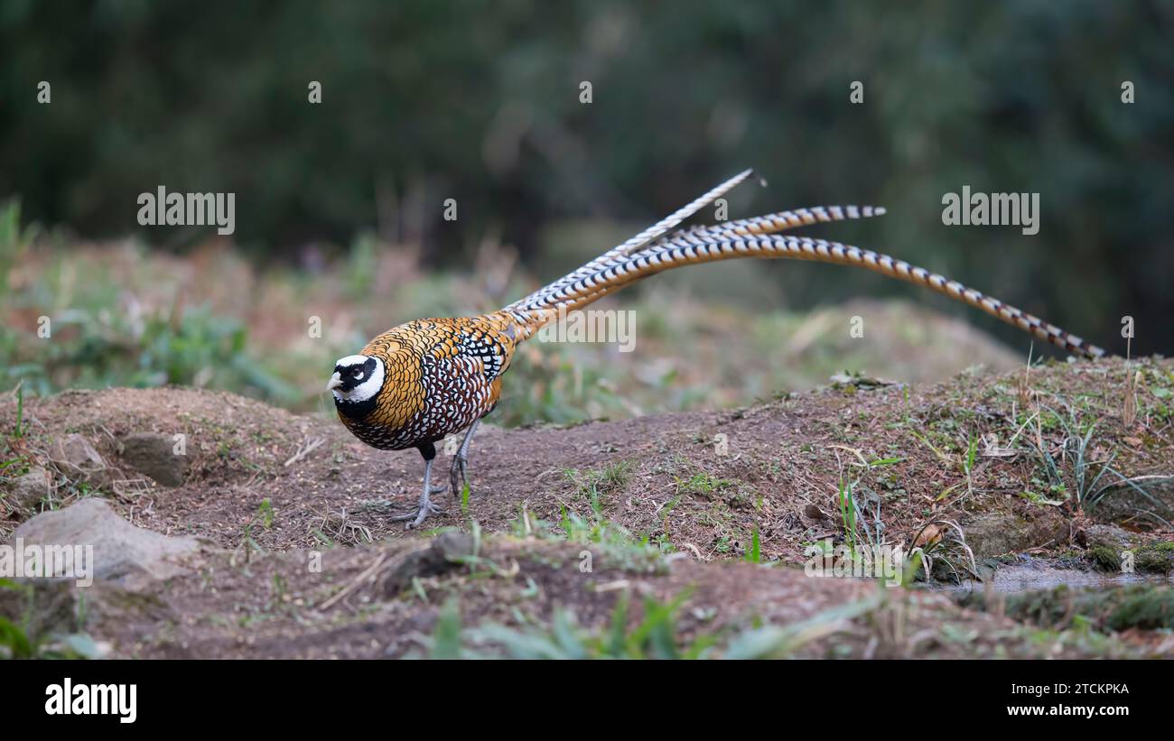 Adult Male Reeves's Pheasant Stock Photo - Alamy