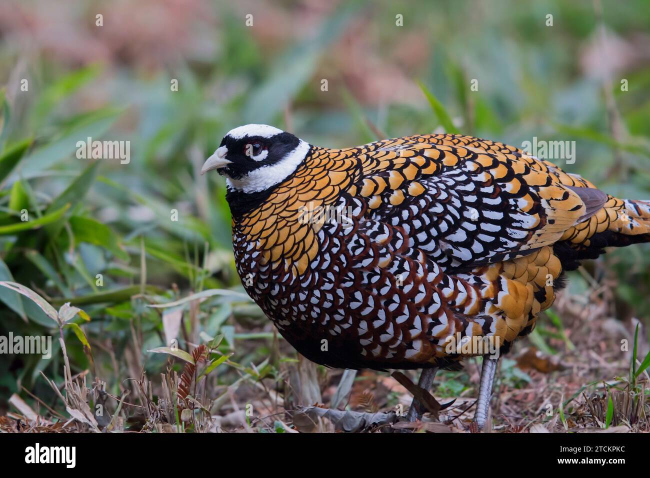 Adult Male Reeves's Pheasant Stock Photo - Alamy