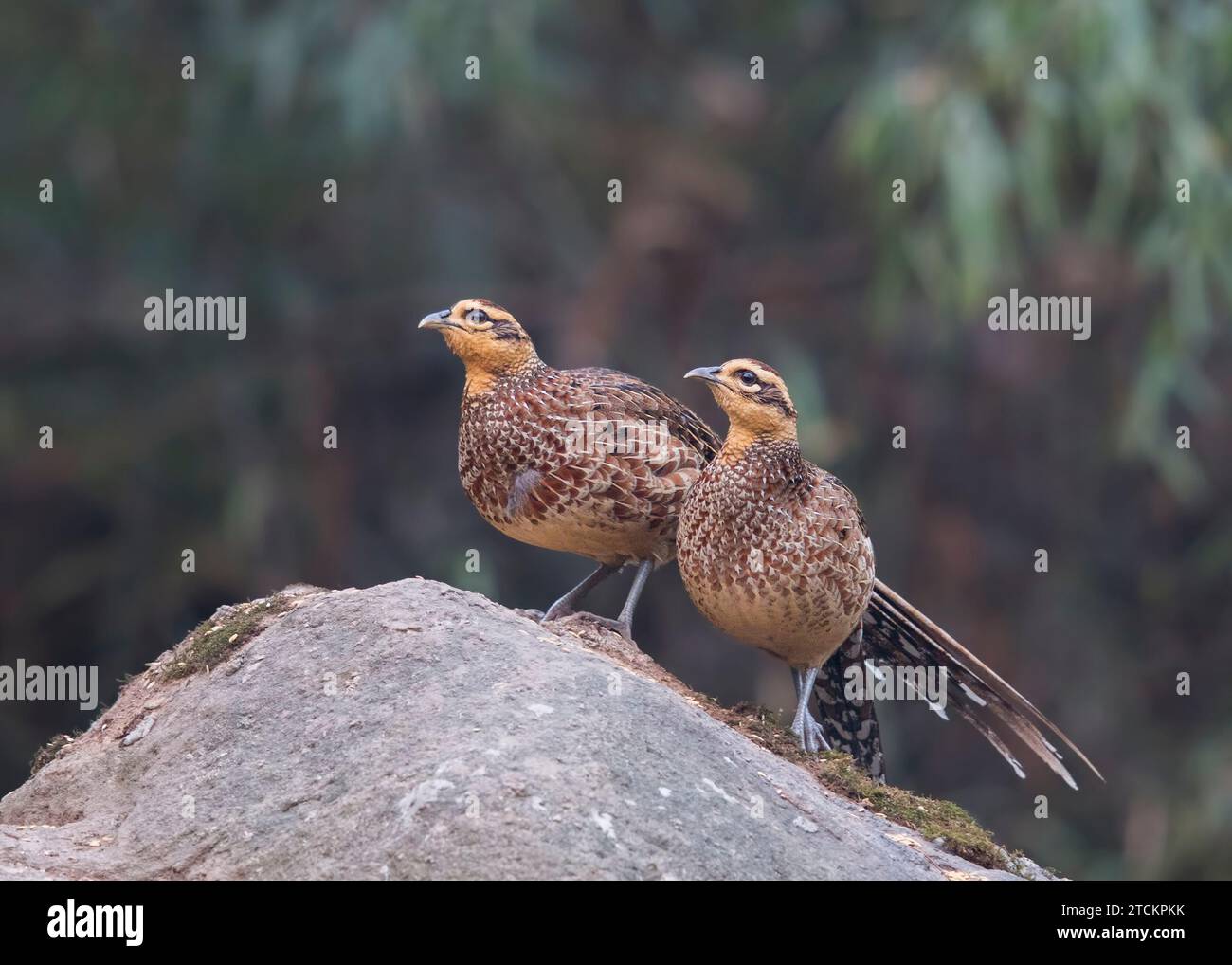 Reeves pheasants hi-res stock photography and images - Alamy