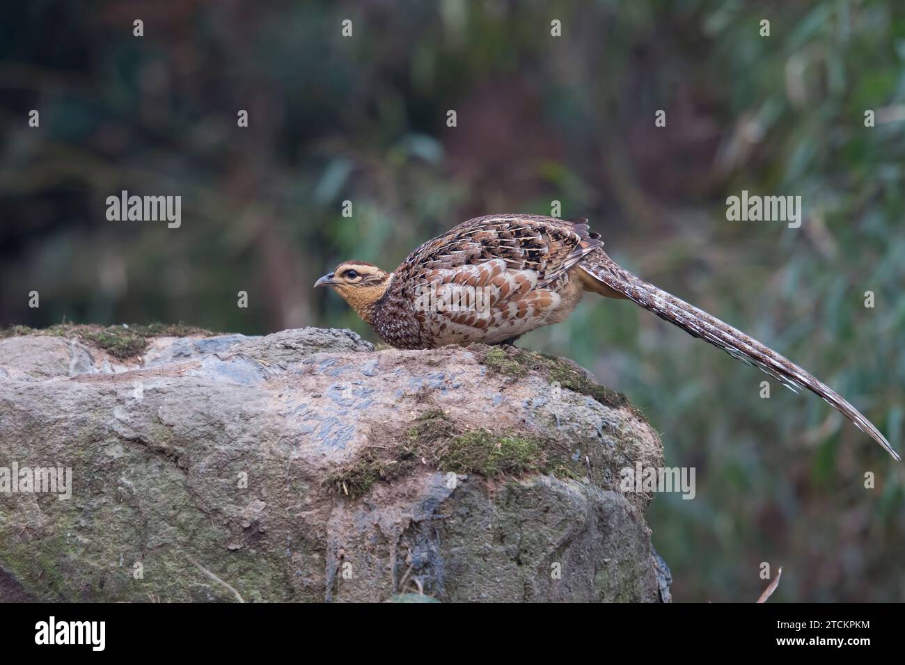 Female Reeves's Pheasant Stock Photo - Alamy