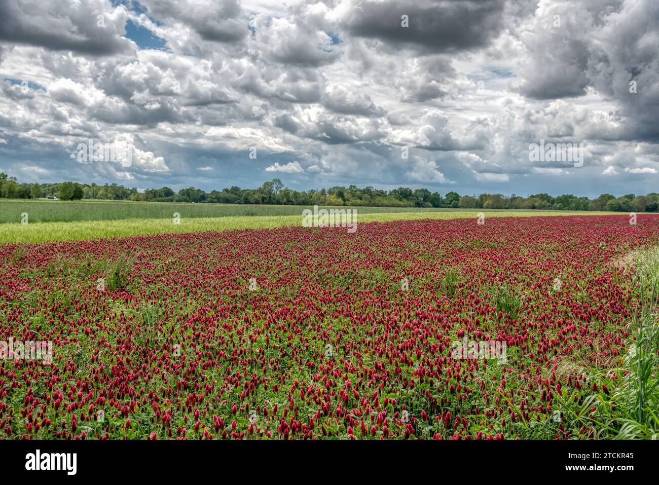 Beautiful red flowers. Spring nature background. Clover incarnate ...