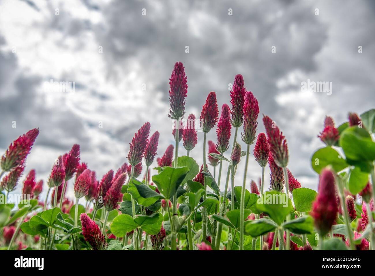 Beautiful red flowers. Spring nature background. Clover incarnate ...