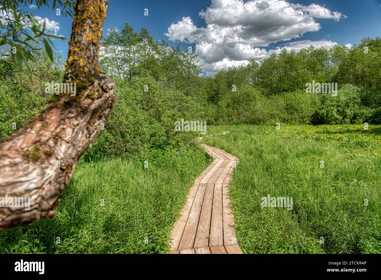 Mocvara - swamp area with wooden path in Goricko, Slovenia Stock Photo ...