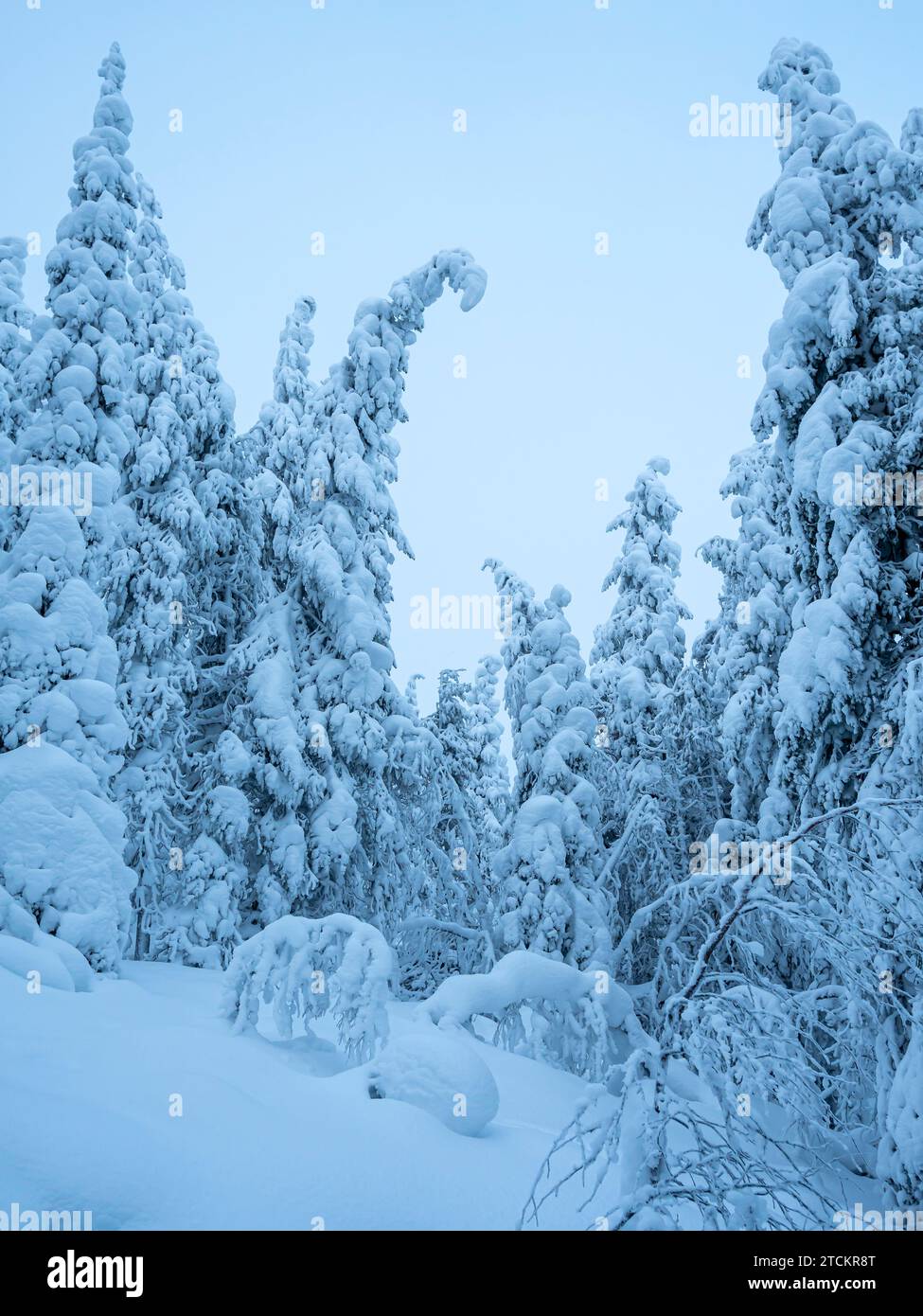 Cold, snowy winter landscape in Lapland, Finland Stock Photo - Alamy