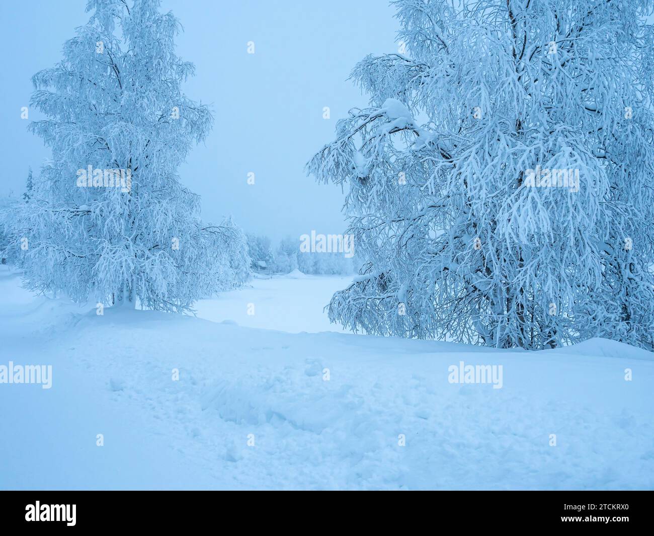 Snowy winter landscape, trees covered with frost. Lapland, Finland ...