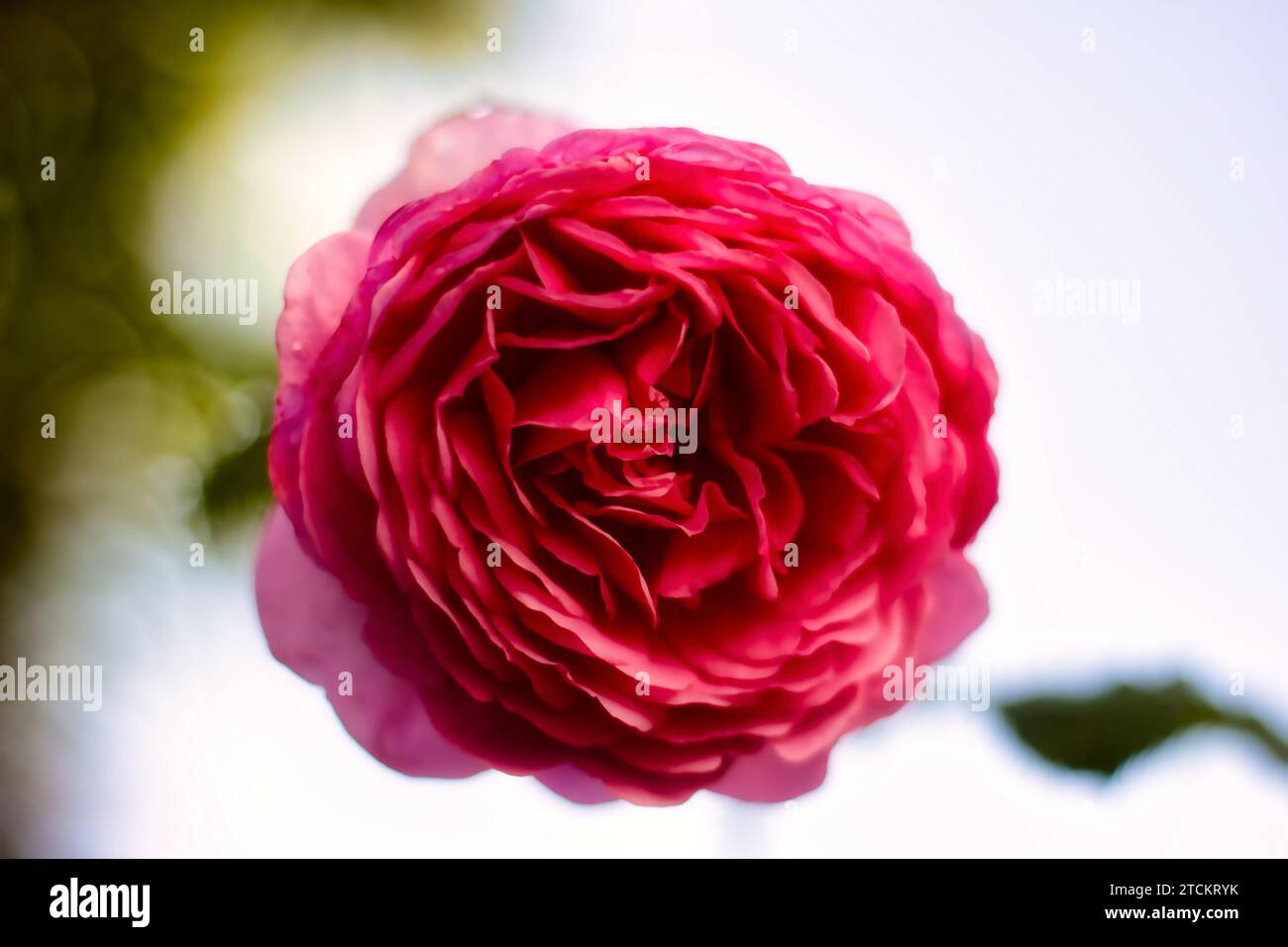 The flower of a red rose photographed from above isolated by blur Stock ...