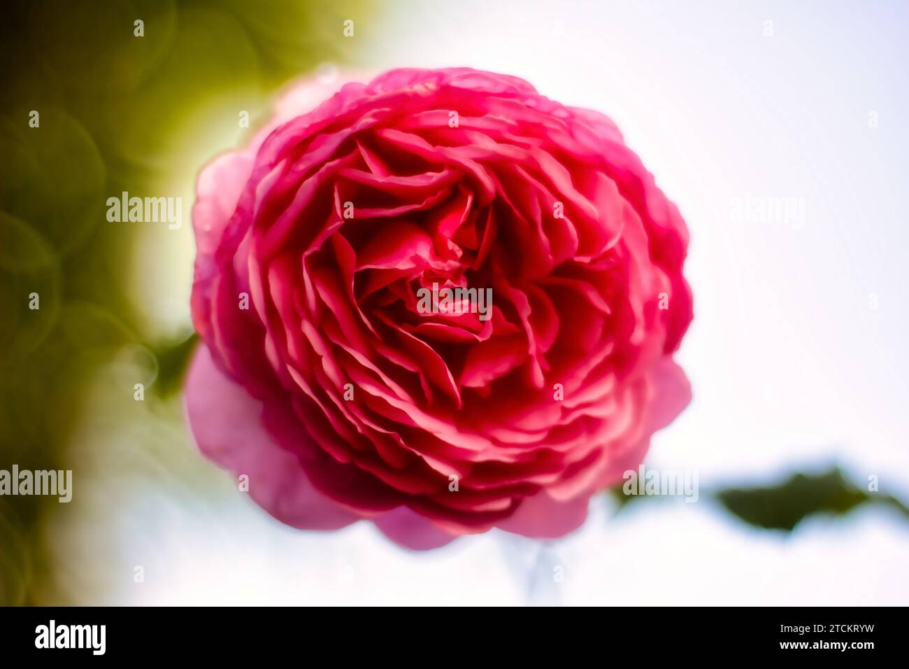 The flower of a red rose photographed from above isolated by blur Stock ...