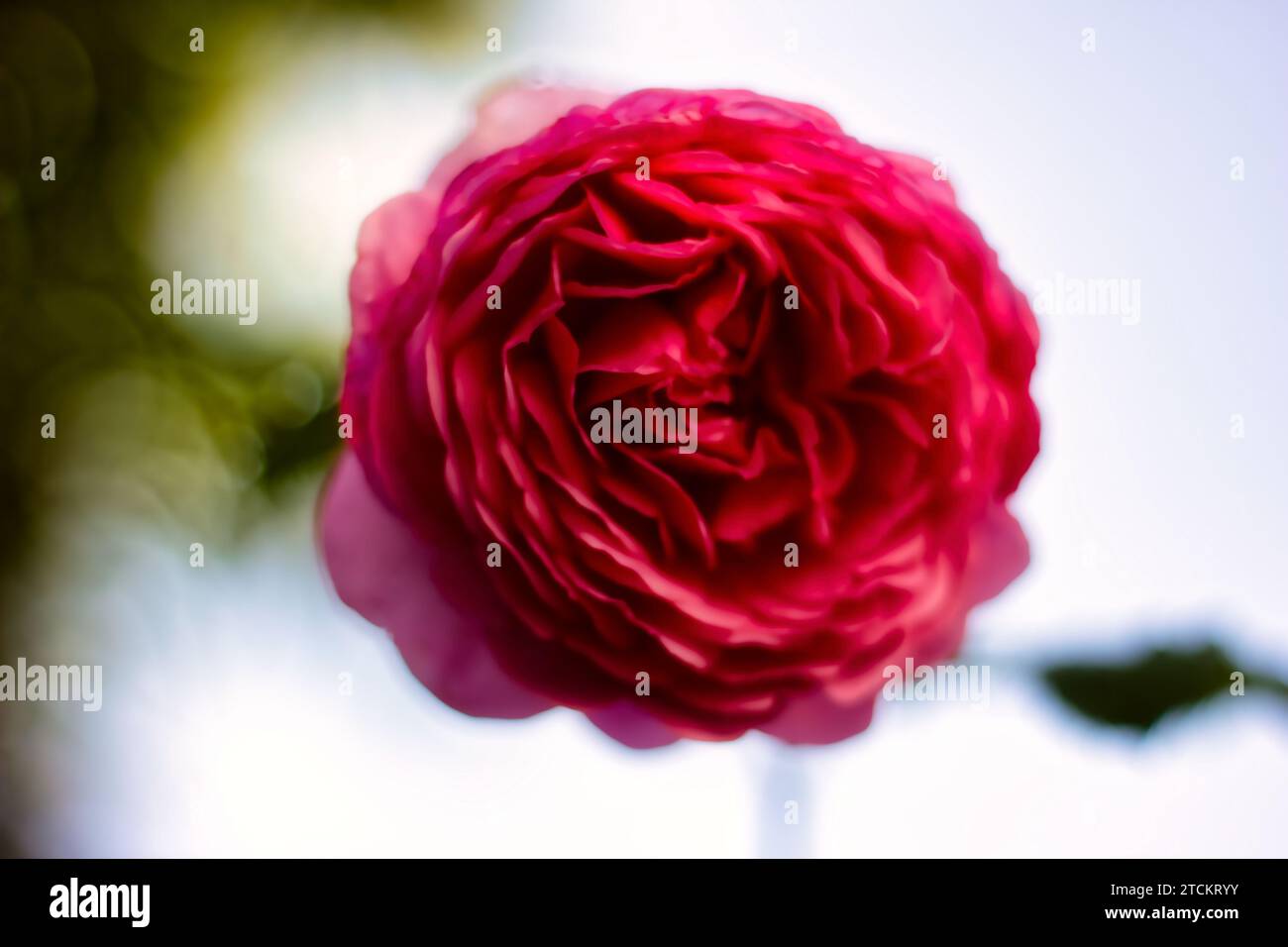 The flower of a red rose photographed from above isolated by blur Stock ...