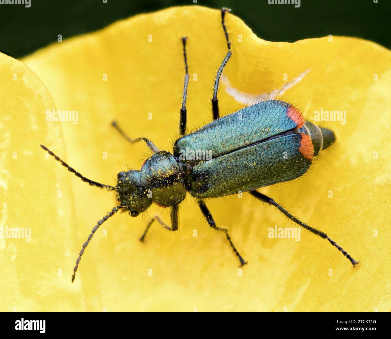 Common Malachite Beetle (Malachius bipustulatus) on buttercup flower. Tipperary, Ireland Stock ...