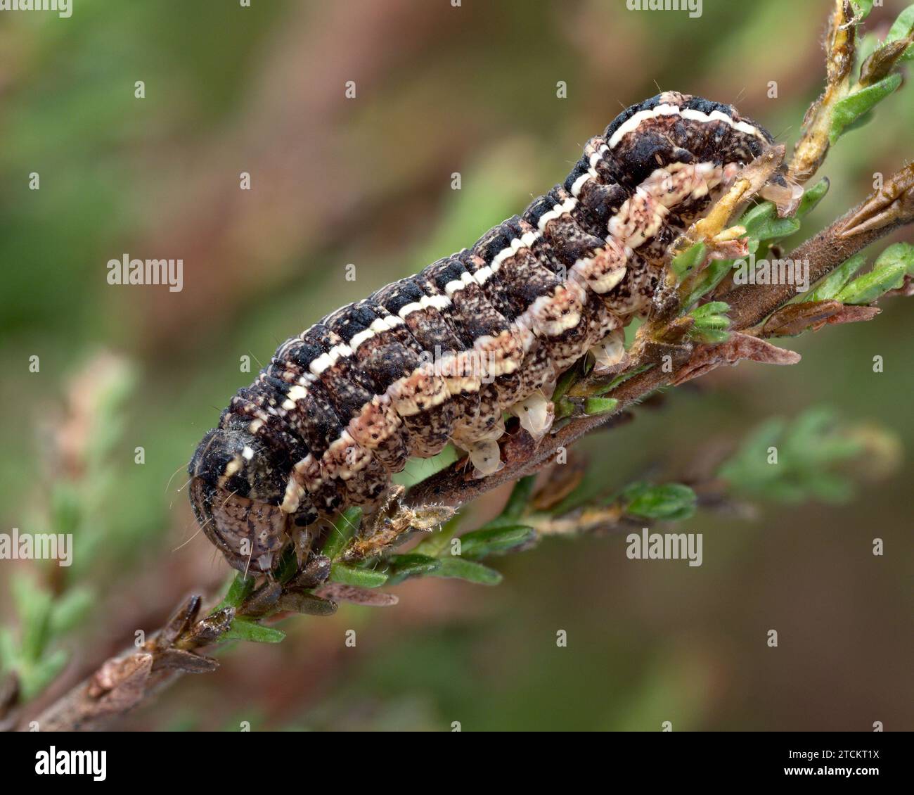 Heath Rustic moth caterpillar (Xestia agathina) on heather. Tipperary ...