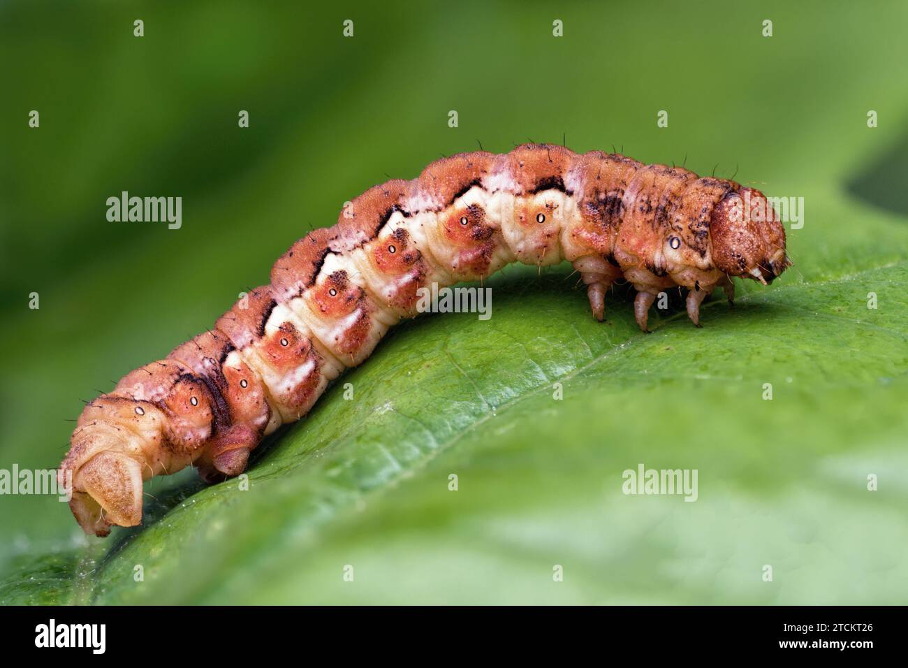 Mottled Umber moth caterpillar (Erannis defoliaria).Tipperary, Ireland ...