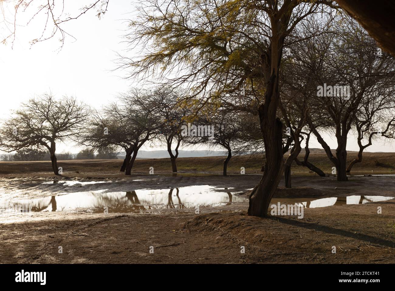 Trees in the Negev desert are irrigated using the Liman irrigation ...