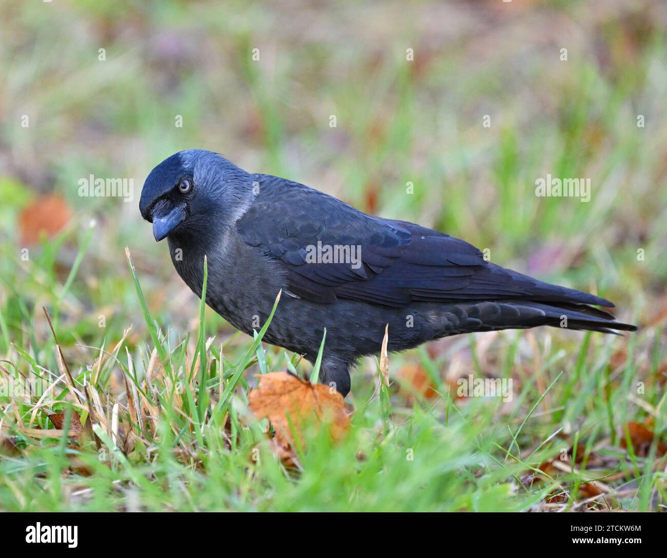 Genschmar, Germany. 11th Dec, 2023. A jackdaw (Corvus monedula), also ...