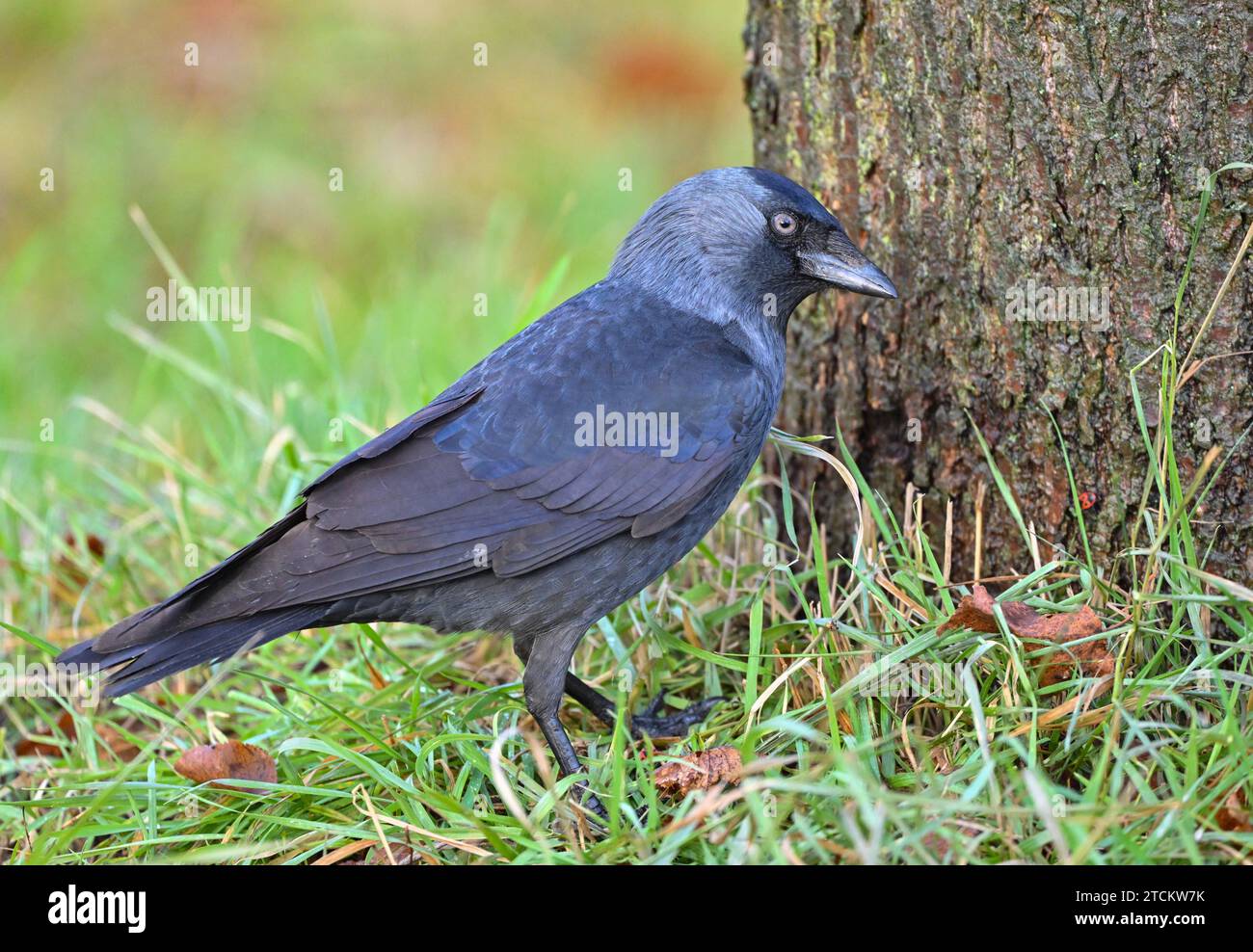 Genschmar, Germany. 11th Dec, 2023. A jackdaw (Corvus monedula), also ...