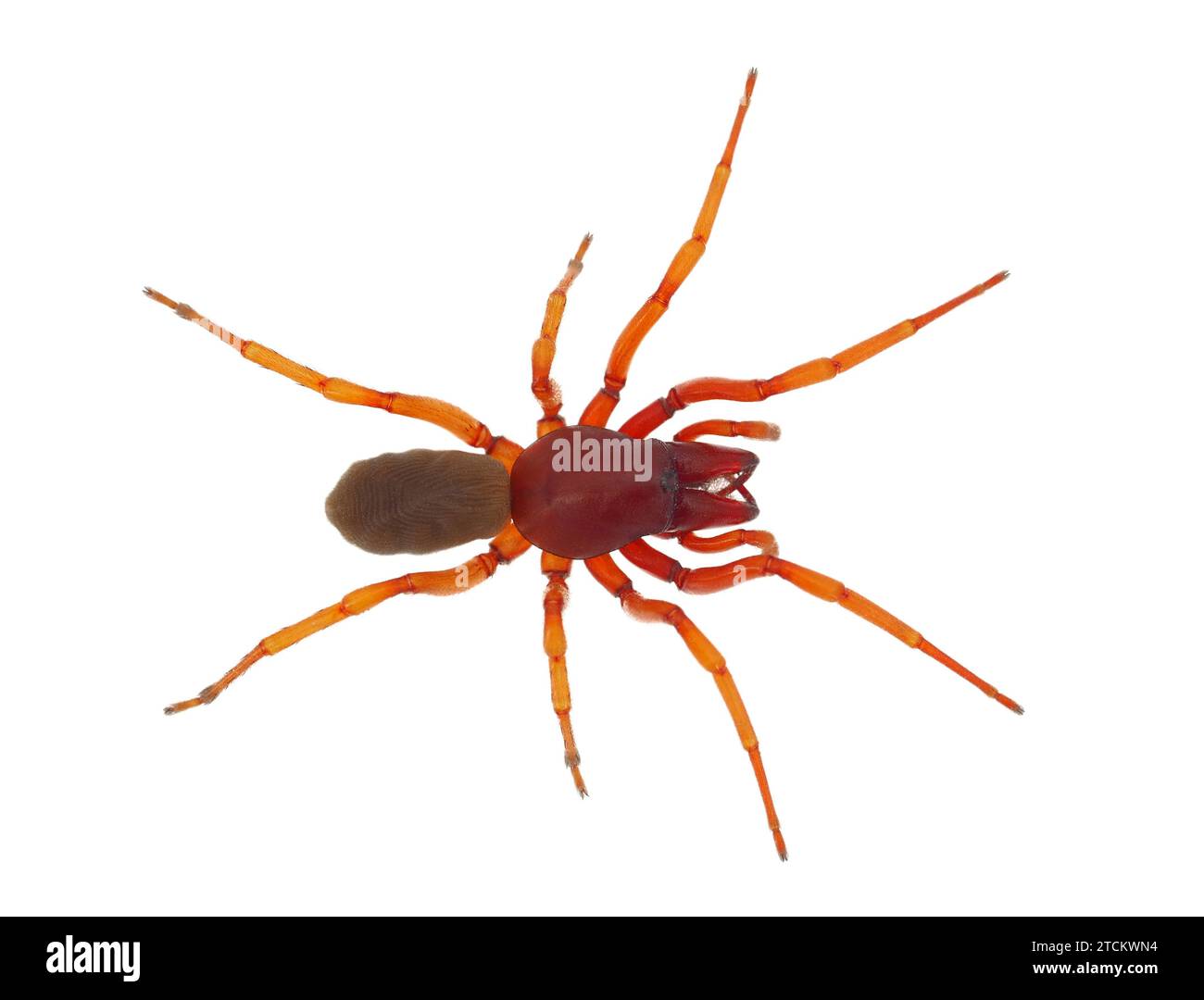 Woodlouse spider isolated on white background, Dysdera crocata Stock ...