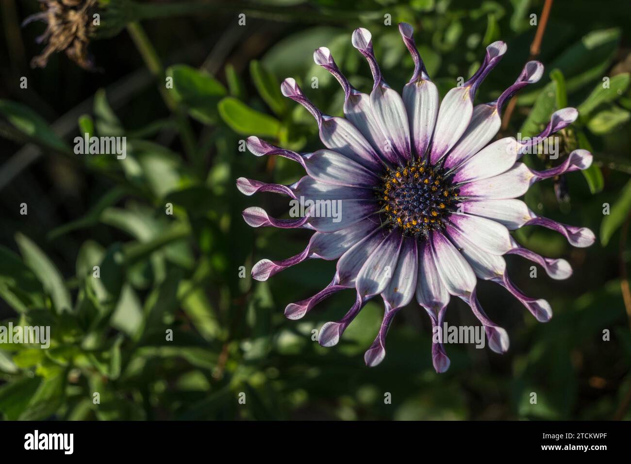 African or Cape Daisy, Osteospermum, Pink Whirls Stock Photo - Alamy