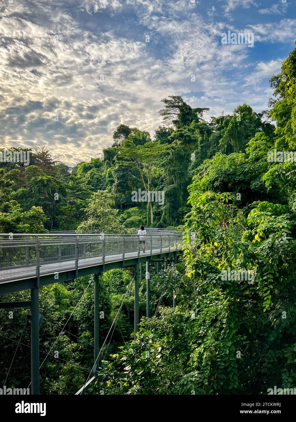 An aerial view of an elevated walkway surrounded by lush tropical ...